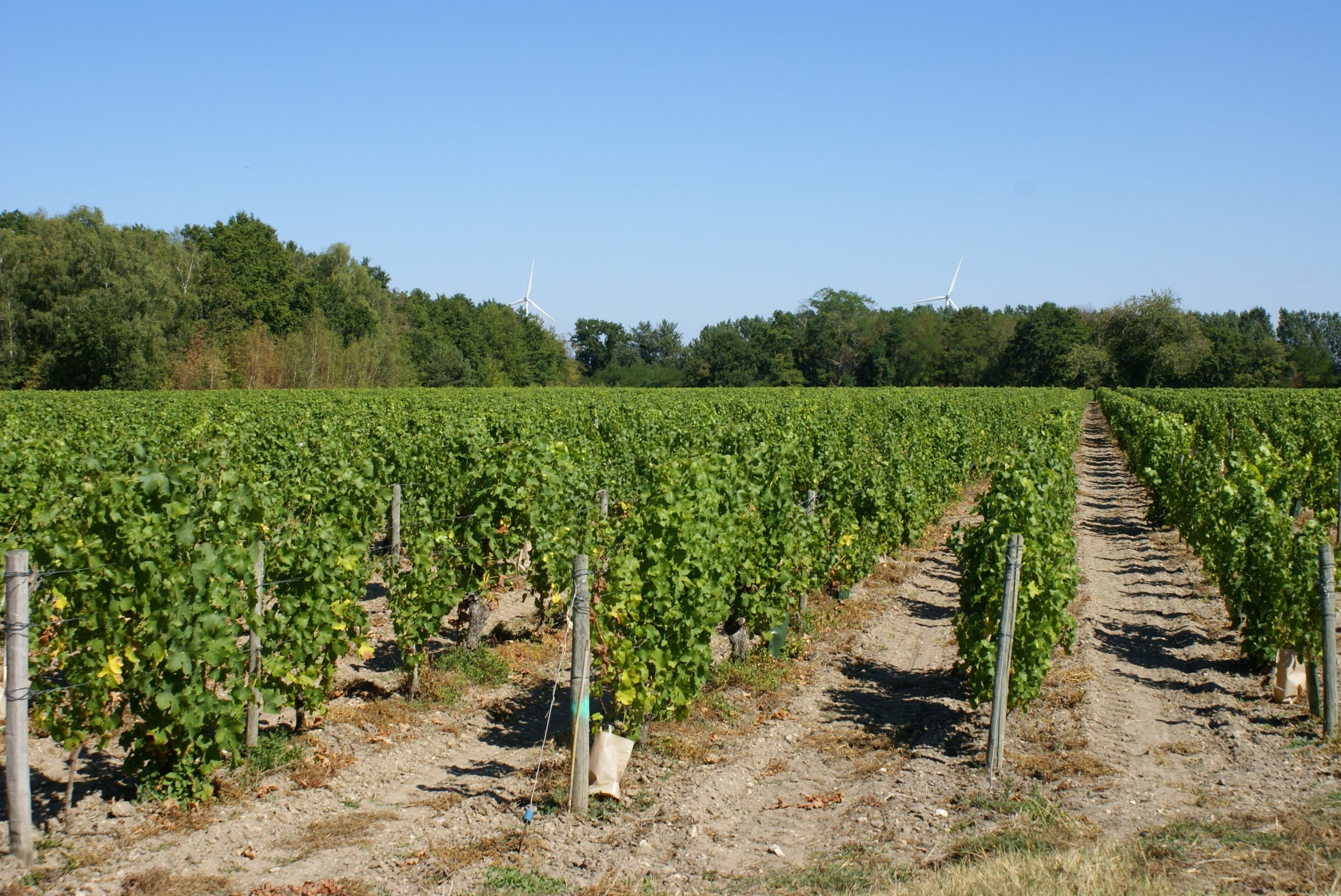 Wine Tours | VINITOUR Wine Tours & Wine Tastings